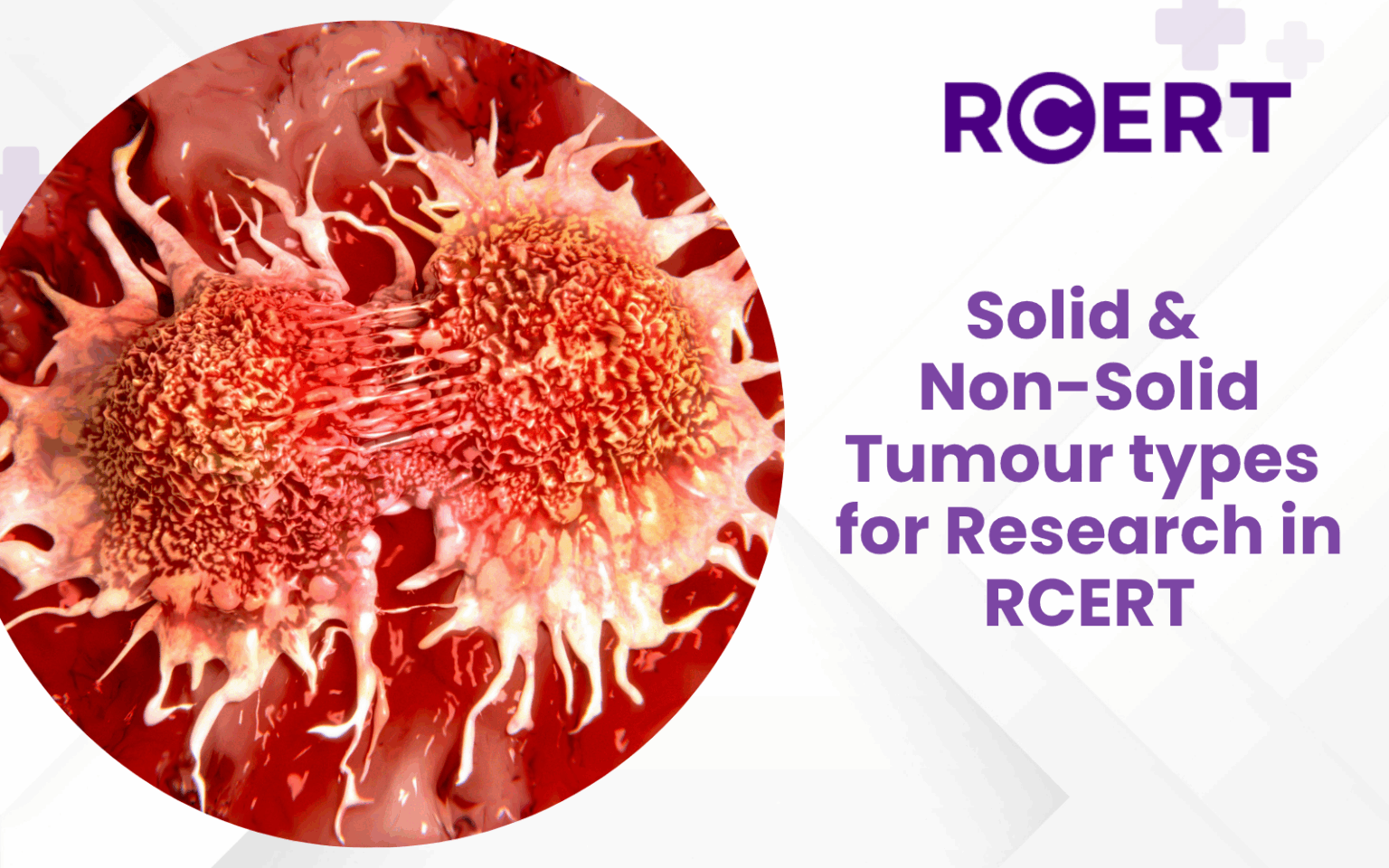 Immune Cell Types for Cancer Therapy Research | RCERT