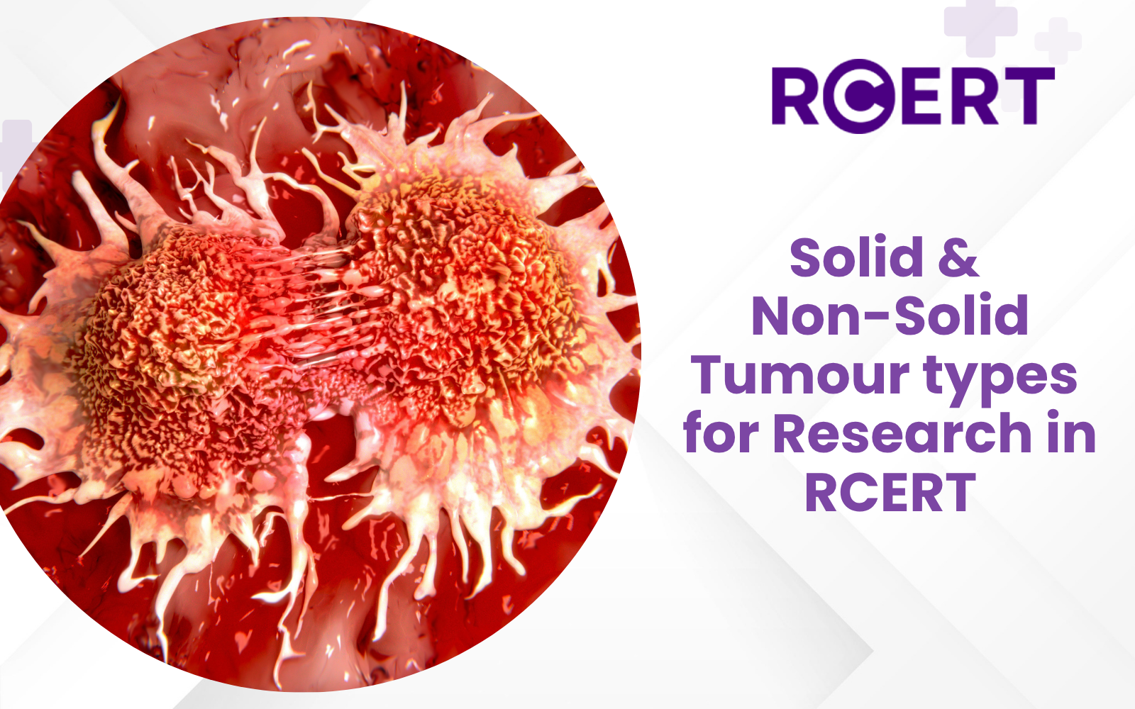 Immune Cell Types for Cancer Therapy Research | RCERT